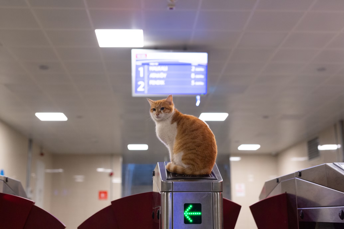 Cat Boarding vs Pet Sitting - Which is the Best Option? - HopTraveler.com